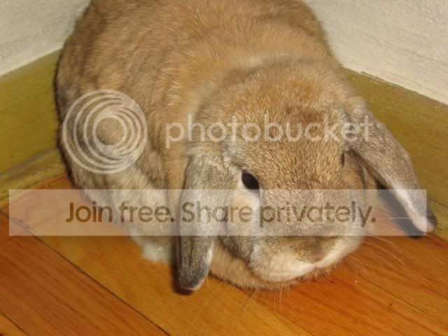 Do ALL girl bunnies get that double chin thing? | Rabbits Online Pet ...
