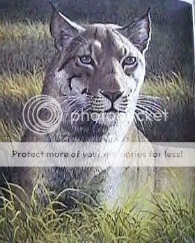 Adelphailurus Photo by 4EverEden2 | Photobucket