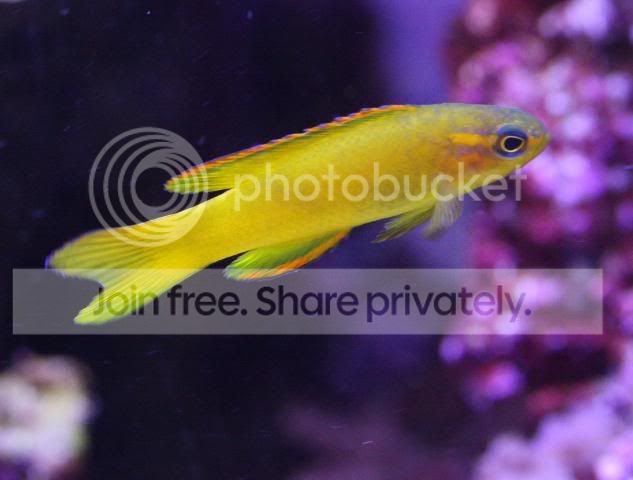 Yellow assessor--great fish! - Reef Central Online Community