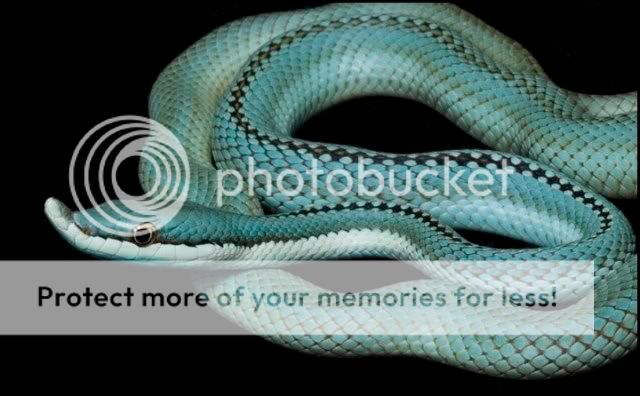 iHerp : Member Blog : Ball morphs & becoming a coloubrid junkie!