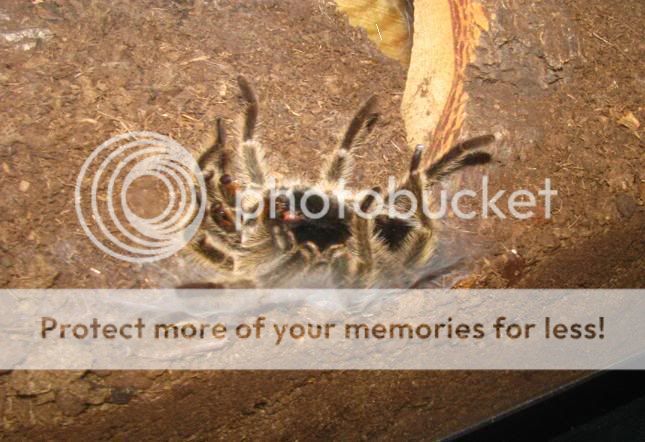 Death curl or molting? | Arachnoboards