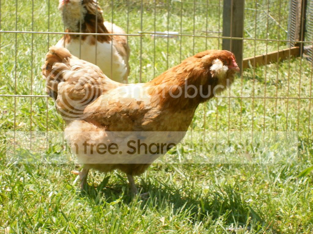 ENDED bearded chicken contest ENDED winner posted | BackYard Chickens ...
