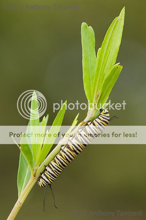 More natural light - FM Forums